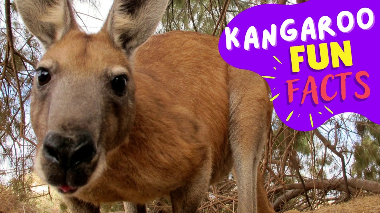 KANGAROO - Discover Fascinating Facts about Kangaroos - video Dailymotion