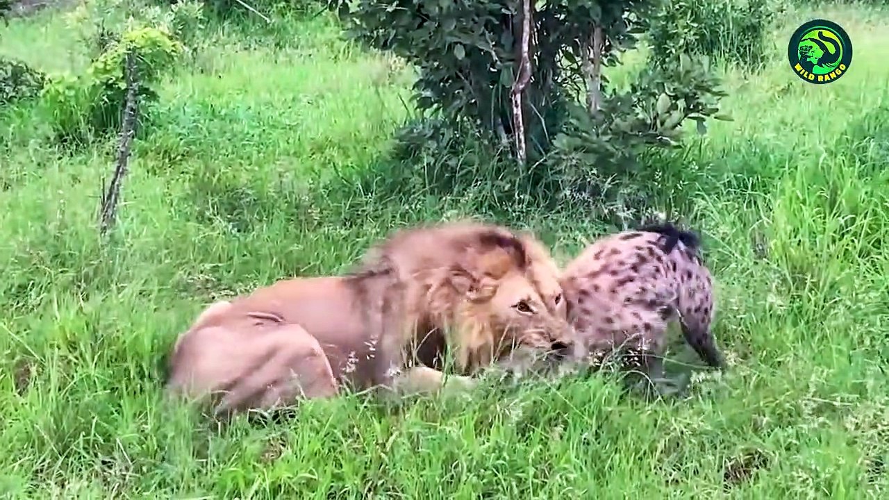 22 Scariest Moments of Animals Being Brutal and Murderous - video ...