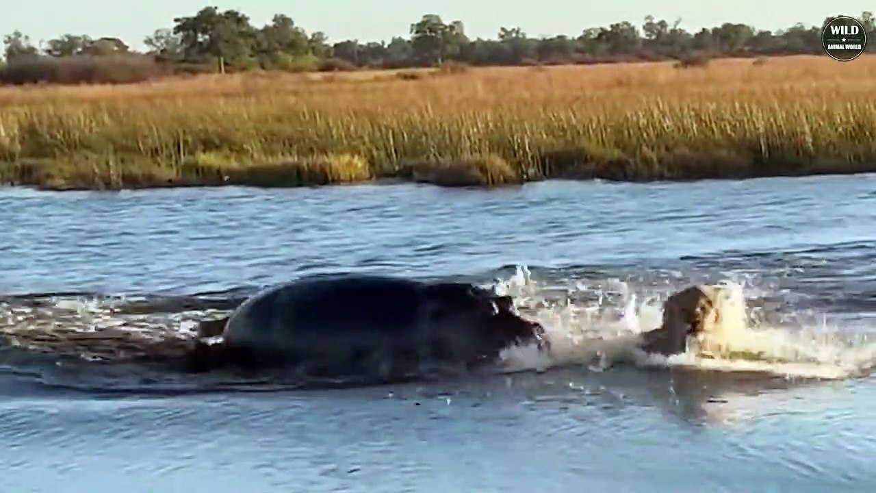 Horrifying Scenes ! 7 Incredible Hippo Attacks Their Opponents - Wild ...