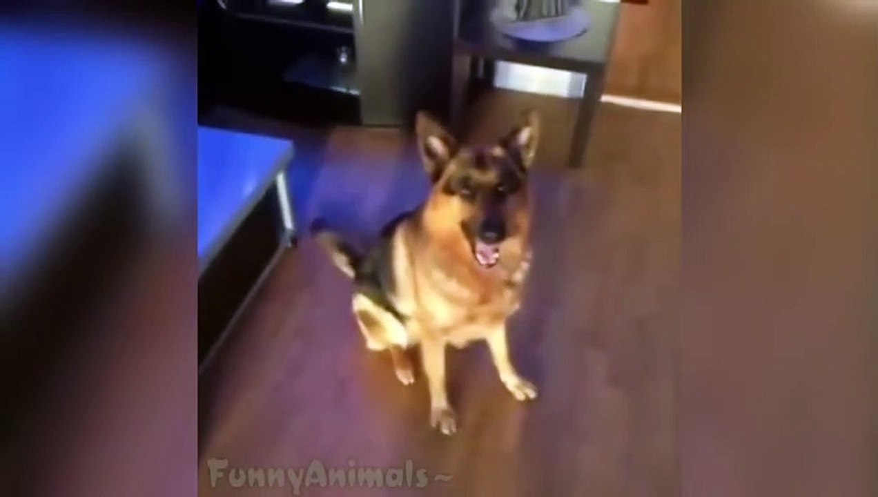 Best Funny Dog Vines - Vidéo Dailymotion