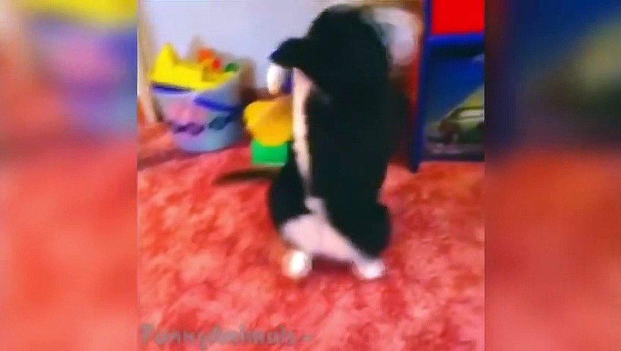 Funny Animal Vine Compilation 2015 - Vidéo Dailymotion