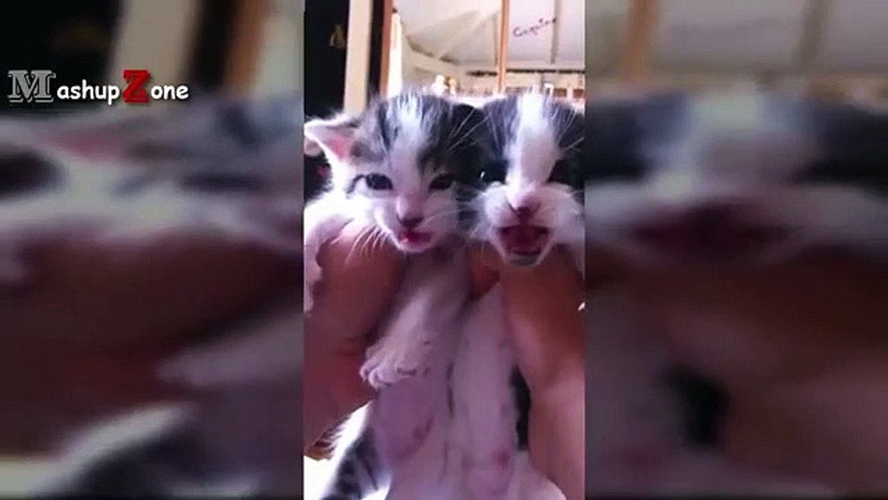 Kittens Meowing - A Cats Meowing Compilation [CUTE] - Vidéo Dailymotion