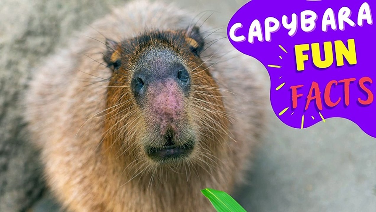 CAPYBARA - Fun Facts You Didn't Know About the World's Largest Rodent ...
