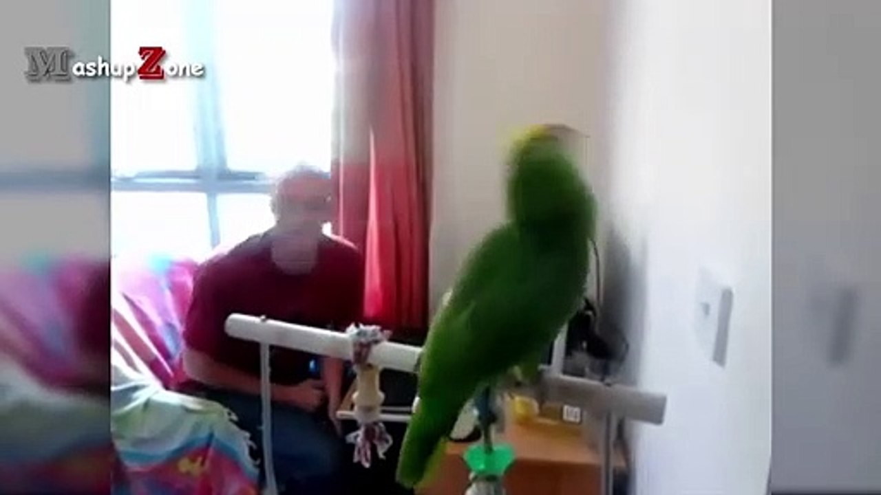Parrots Dancing - A Funny Parrot Videos Compilation NEW HD (3) - Vidéo ...