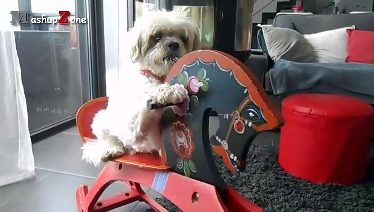 Funny Dogs Acting Like Humans Compilation 2016 NEW HD - Vidéo Dailymotion