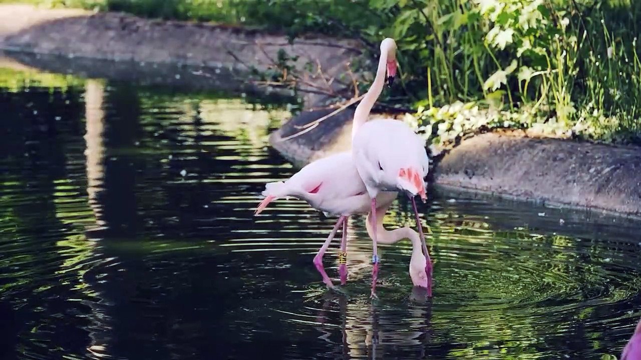 two flamingos - Video Dailymotion