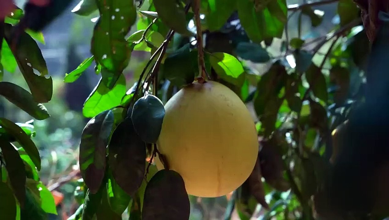 Harvesting Giant Grapefruit in Spring - video Dailymotion