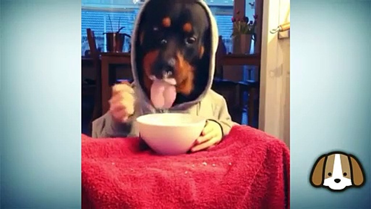 Epic Funny Dogs VINES Compilation 2015 [Must See] Funny Dog Videos ...