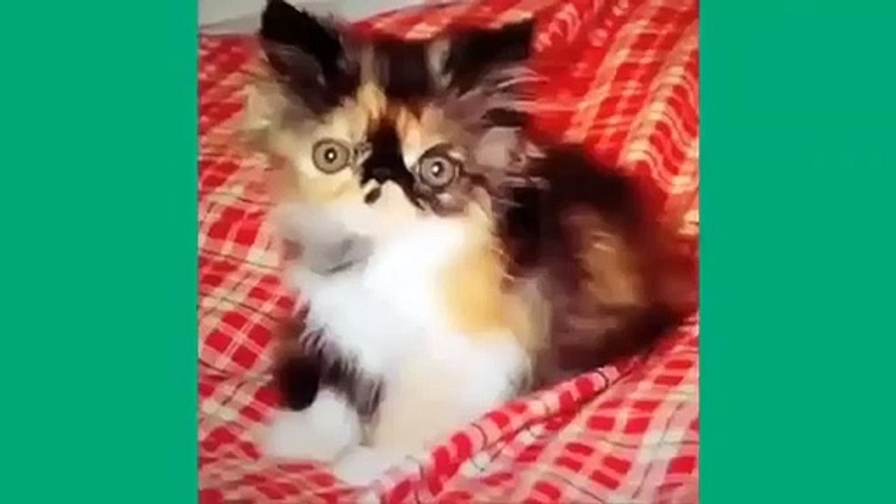 Best Cat Vines The Best Cat Vine Compilation 25 MINUTES - Vidéo Dailymotion