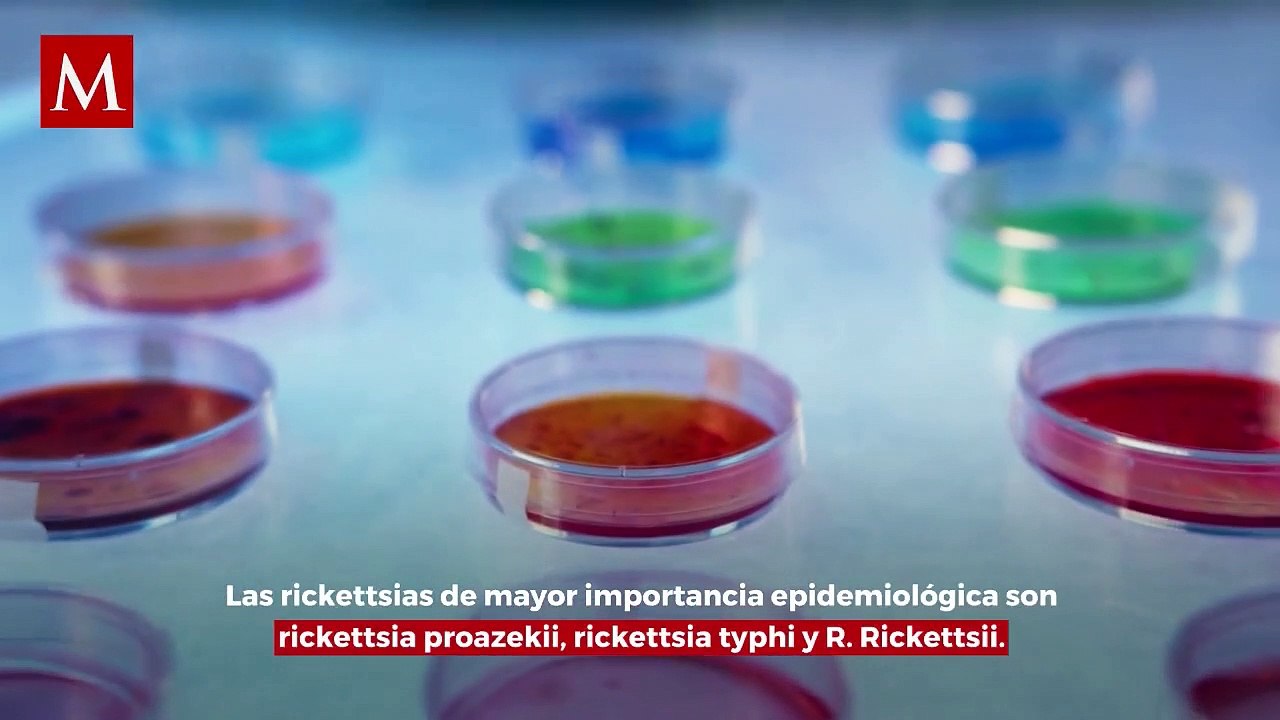 ¿Qué es la rickettsia, cómo se contagia y cuáles son los síntomas ...