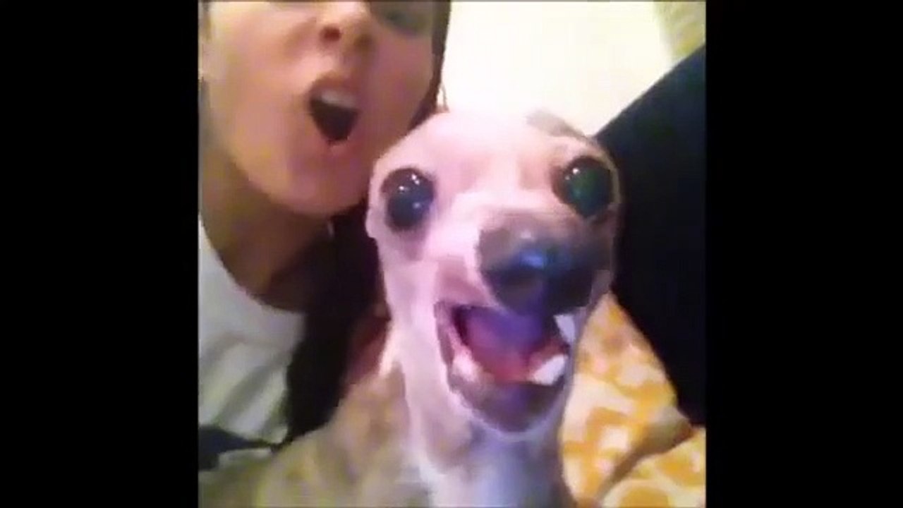 Best Pet vines collection- Funny videos - Vidéo Dailymotion