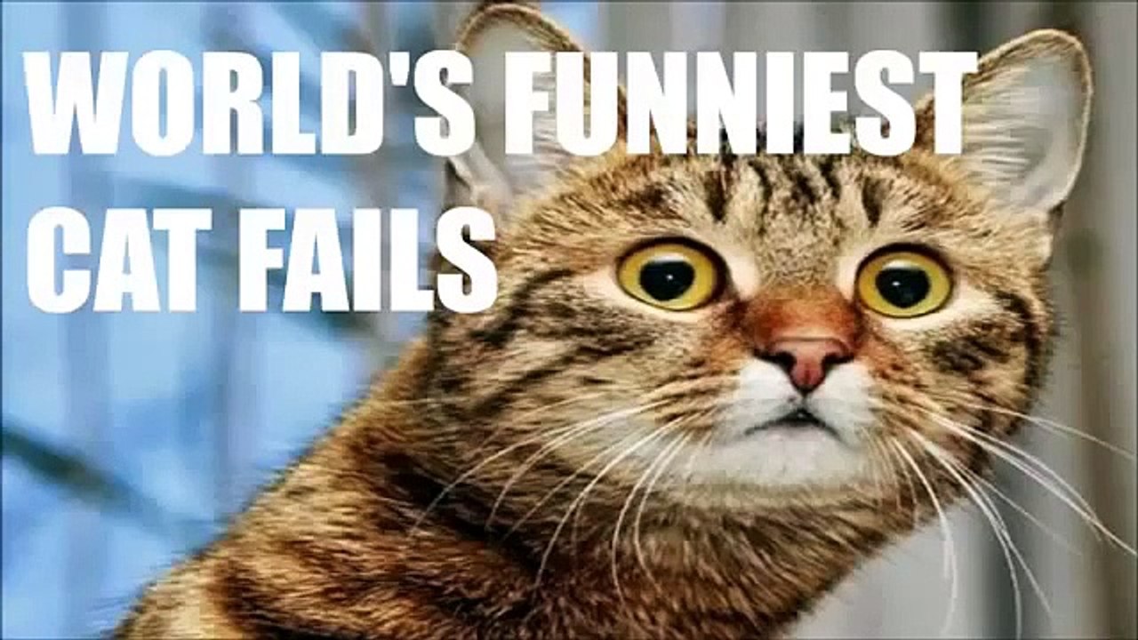 WORLD'S FUNNIEST CAT FAILS - Vidéo Dailymotion
