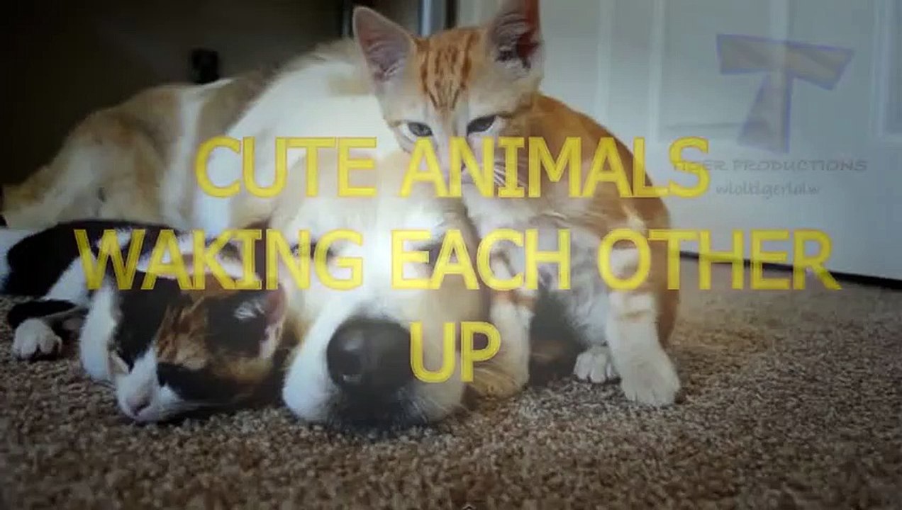 Cute animals waking each other up - Funny animal compilation (3 ...