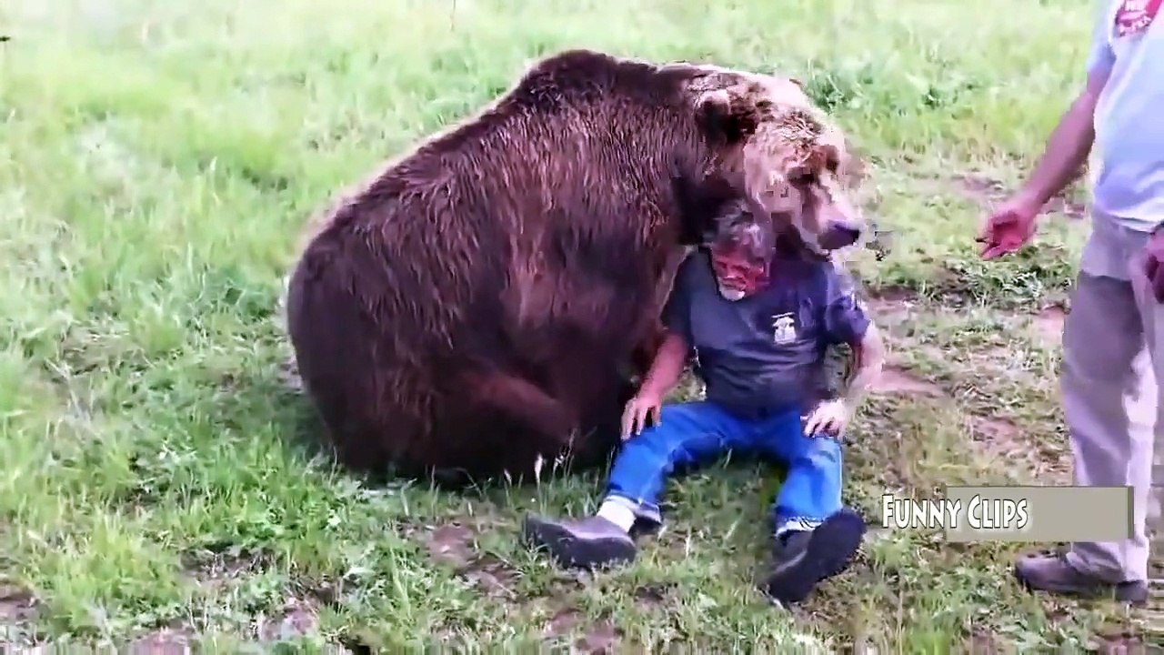 Funny Animal - Man vs Bear 2015 in USA - Vidéo Dailymotion
