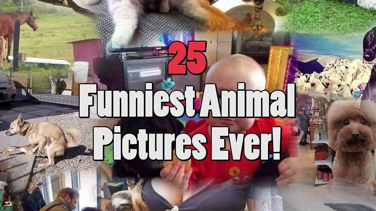 25 Funniest Animal Pictures Ever! - Vidéo Dailymotion