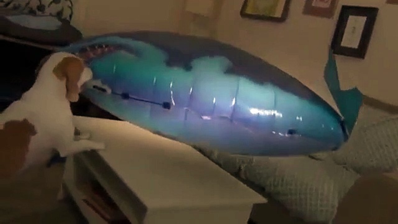 Pets Funny Dog vs Shark Cute Dog Maymo - YT - Vidéo Dailymotion