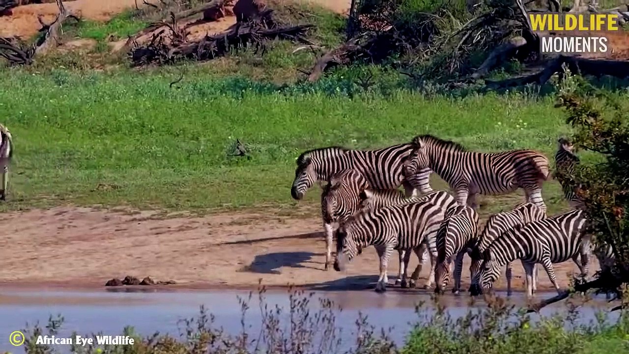 45 Unlucky Zebra Become Breakfast For Lion, Crocodile, Hippo - video ...