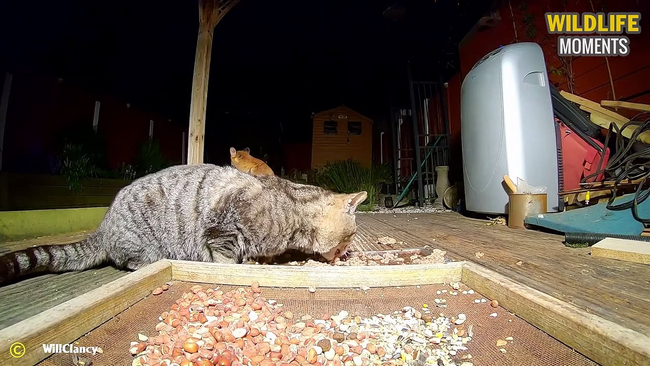 45 Pitiful Moments Foxes Messed With The Wrong Animals - Wildlife ...