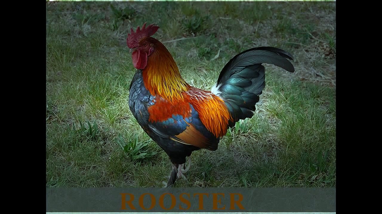 Animals Sounds for Kids - Video - Vidéo Dailymotion