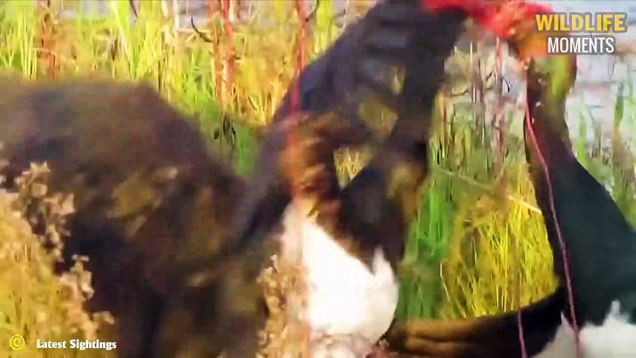 45 Dangerous Bird Attack Caught On Camera Make You Panic - video ...