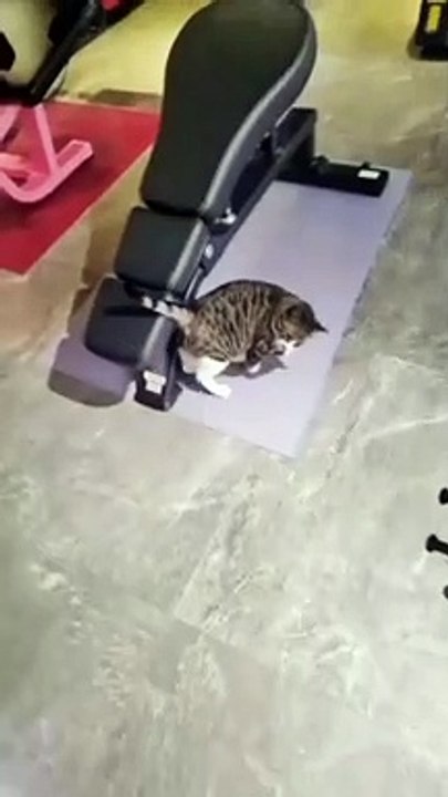 Cat the gym very funny cat | cute kitten funny video | Cute Animal ...