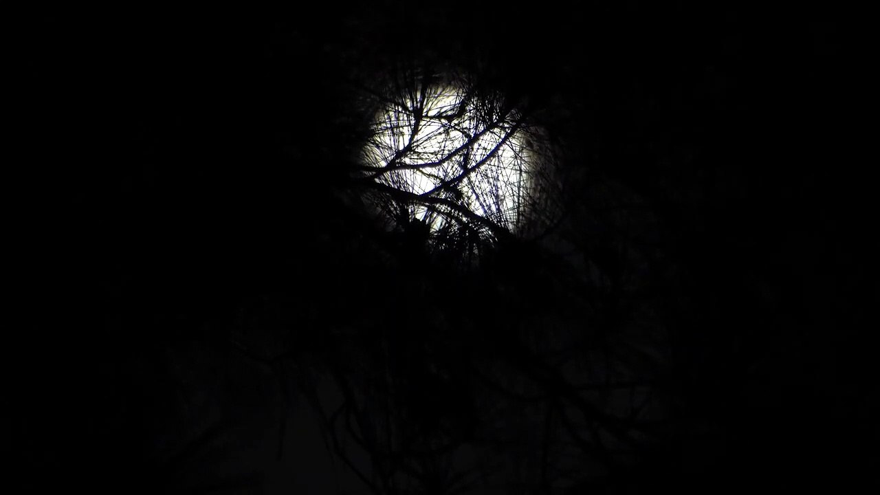 Bats Squeaking Sounds | Bats squawk under the dark moon behind a tree ...