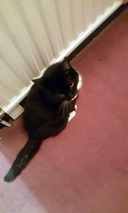 Sooty the cat - video Dailymotion