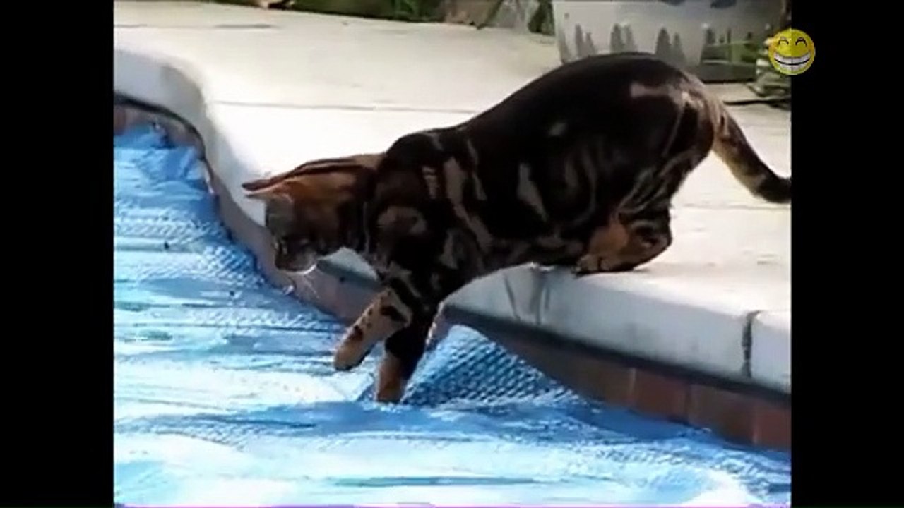 Funny Cats In Water - Compilation 2016 - Vidéo Dailymotion