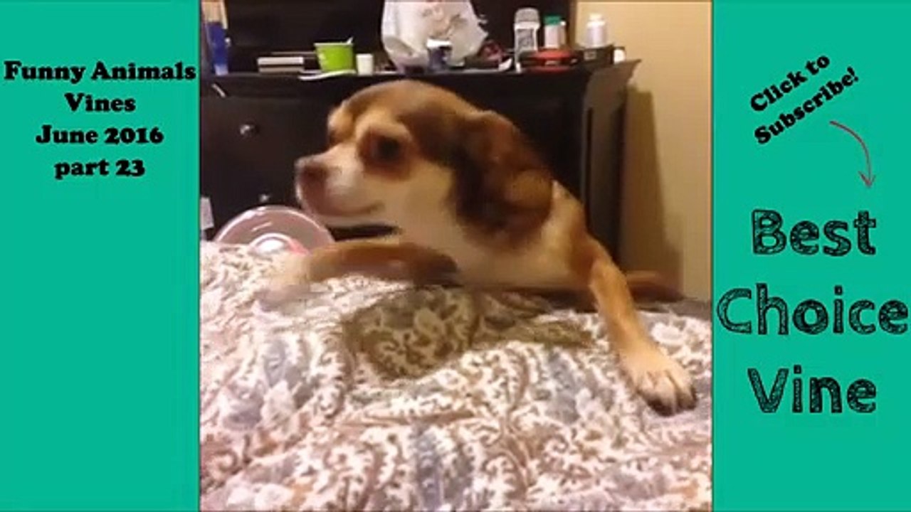 Funny Animals Vines June 2016 part 23 BestChoiceVine - Vidéo Dailymotion