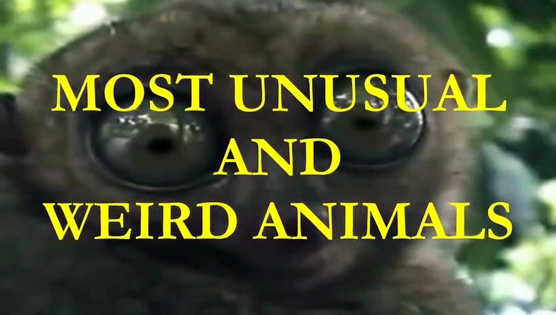 Weird Animals In The World