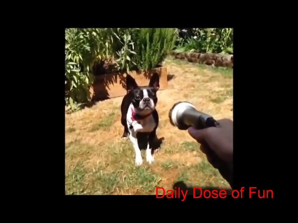 Funny Pet Vine Compilation (Funny Animal Vines) Daily Dose of Fun ...