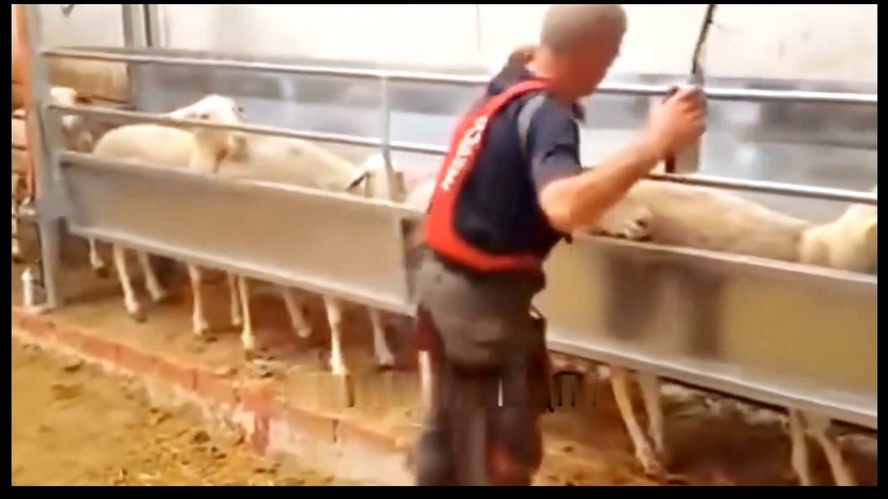 You won't believe this sheep factory 2023. See what you've done ...