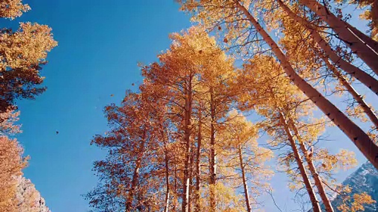 Looking up at trees with falling leaves a beautiful heart touching ...