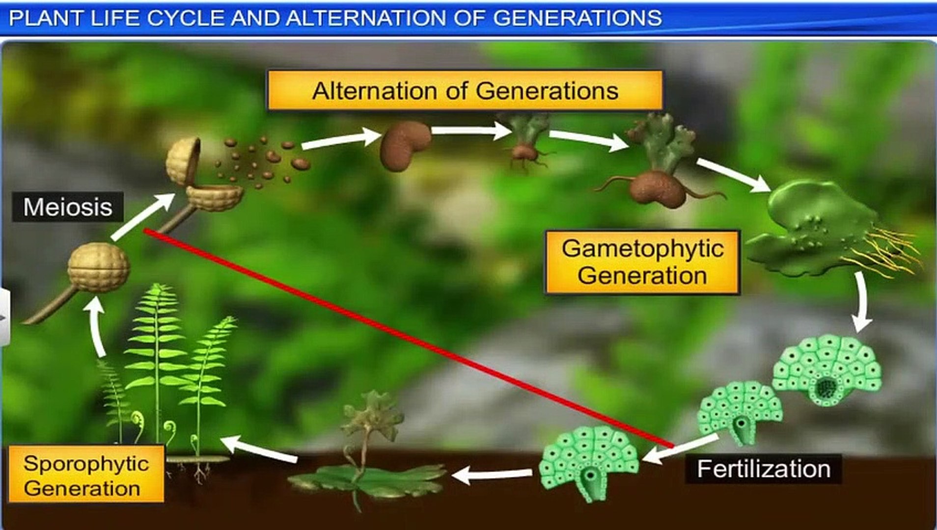 Alternation Of Generations Fern