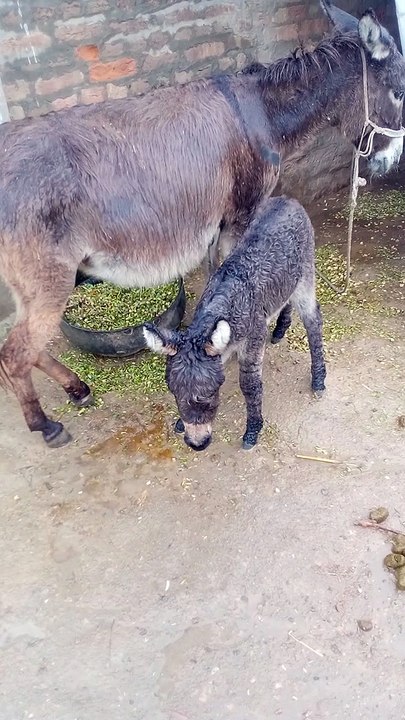 Donkey kid in action - video Dailymotion