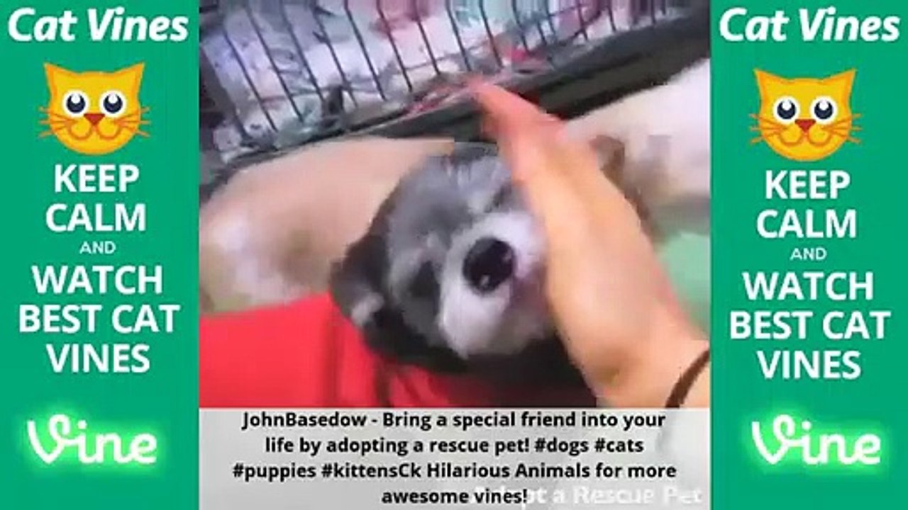 Funniest Cat Vines #19 - Updated August 8th, 2015 - Vidéo Dailymotion