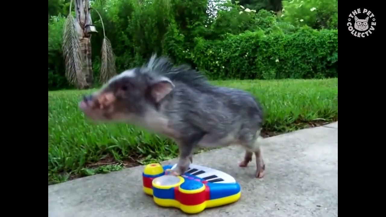 13 Funny Pig Videos Awesome Compilation - Vidéo Dailymotion