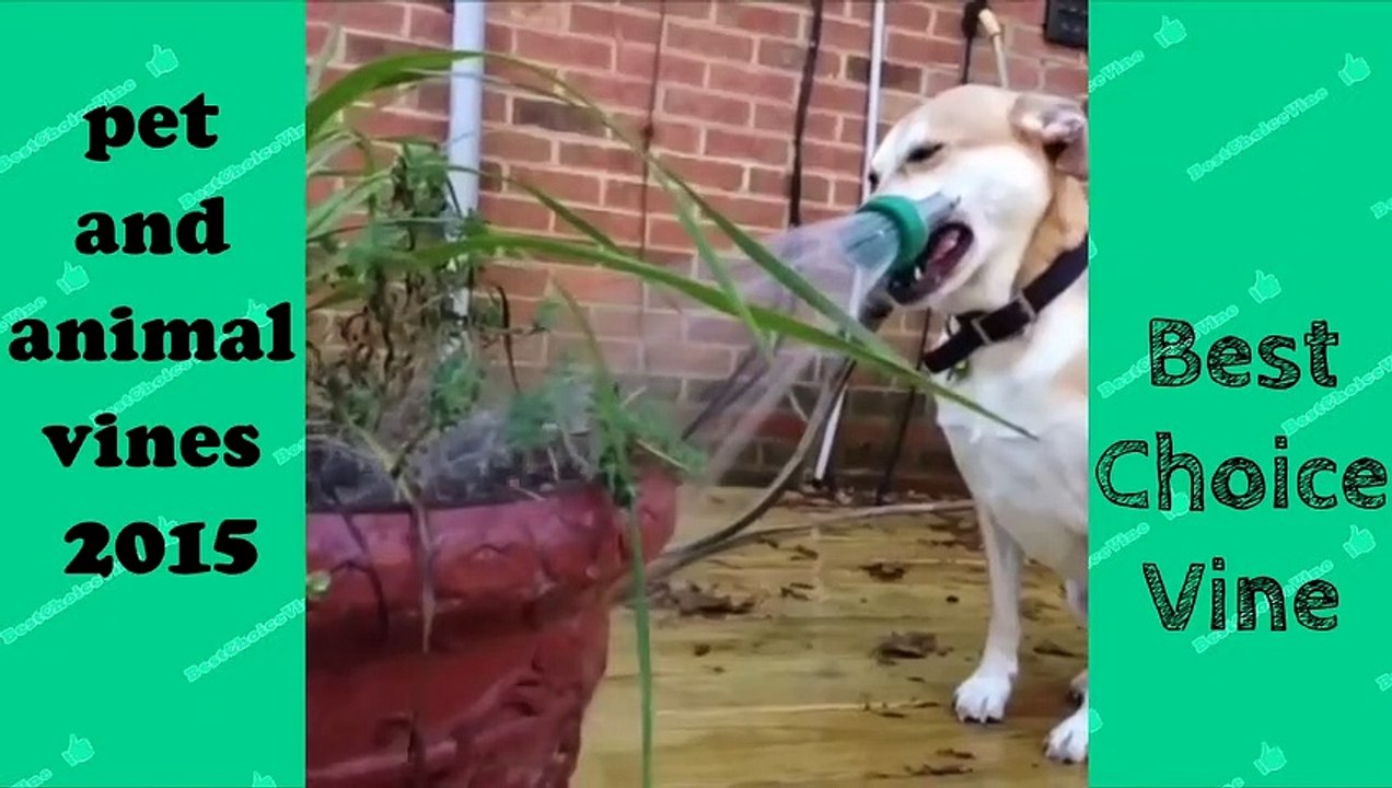 Pet and Animal Vine Compilation - FUNNY ANIMALS VINES BestChoiceVine ...