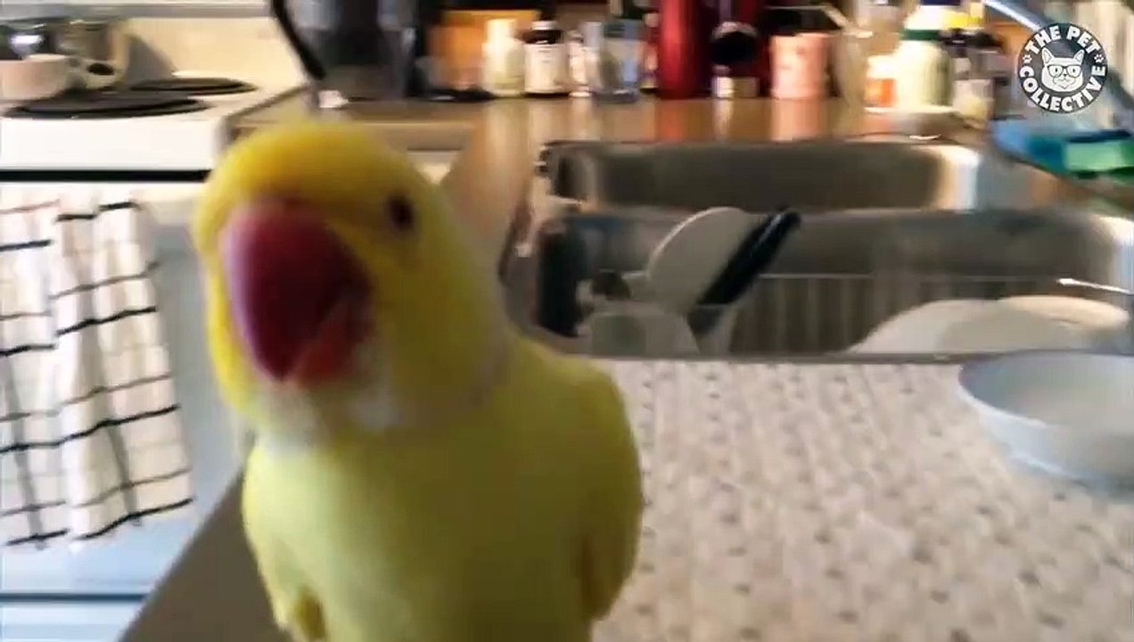 Pet Pranks Funny Pet Compilation - Vidéo Dailymotion