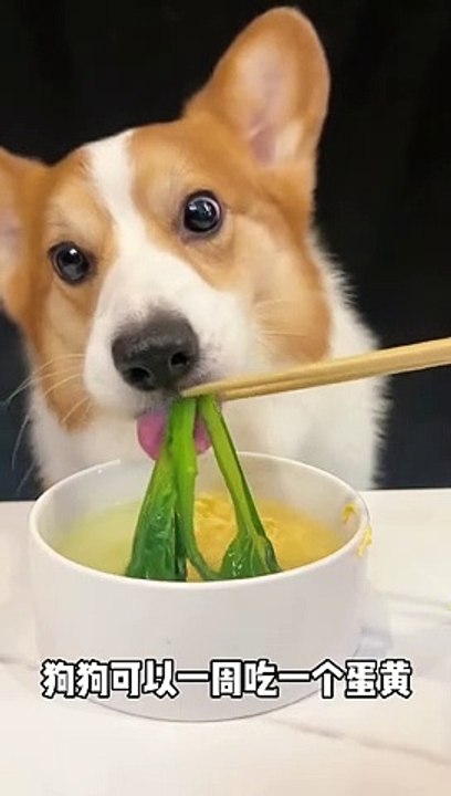 Corgis drink cabbage egg drop soup pet debut plan cute breeder cute pet ...