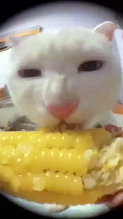 Funny eating cat video | beautiful baby cat | funniest animals video ...
