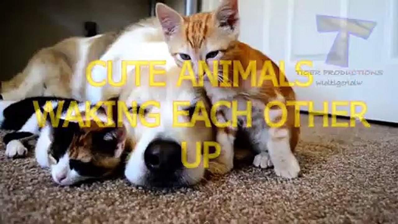 Cute animals waking each other up Funny animal compilation - Vidéo ...