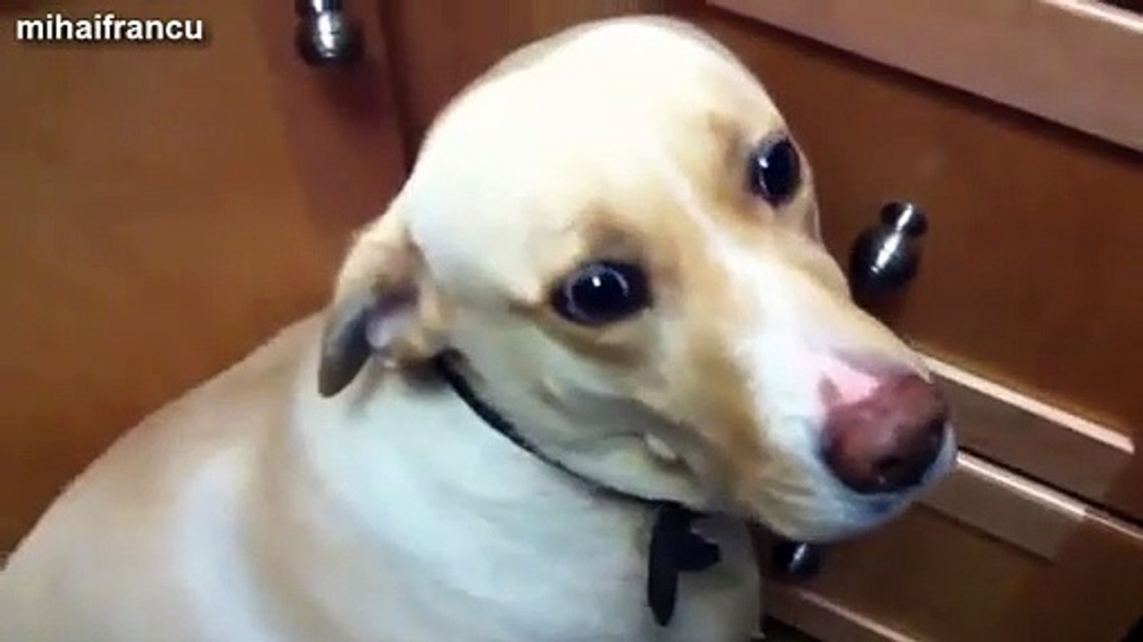 Best Of Funny Guilty Dog Compilation 2014 (2) - Vidéo Dailymotion