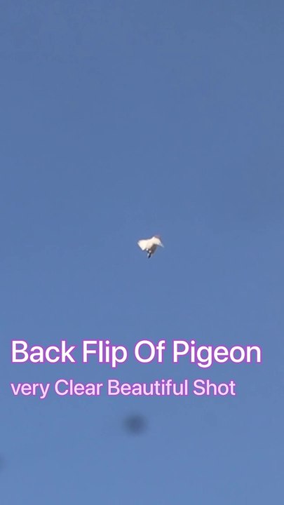 Backflip by pigeon - video Dailymotion