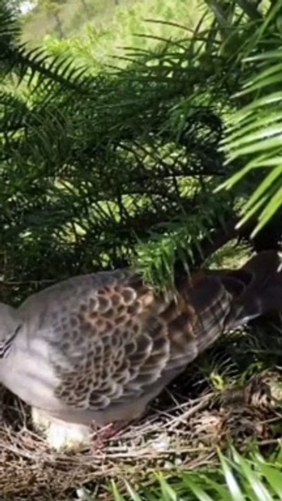 The Birds - video Dailymotion