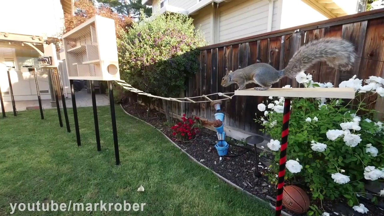 Backyard Squirrel Maze 1.0 - Ninja Warrior Course | Mark Rober - video ...
