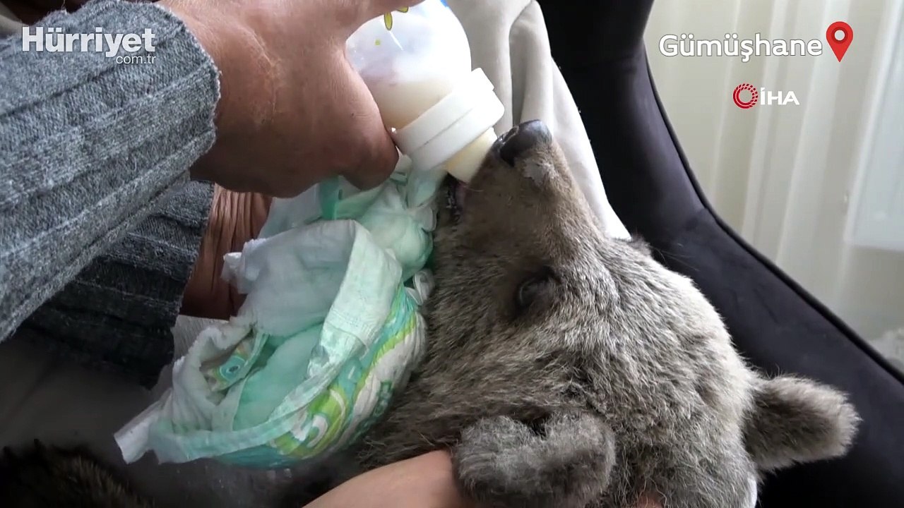 Bebek bezli yavru ayı ‘Yogi’ evin maskotu oldu - Dailymotion Video