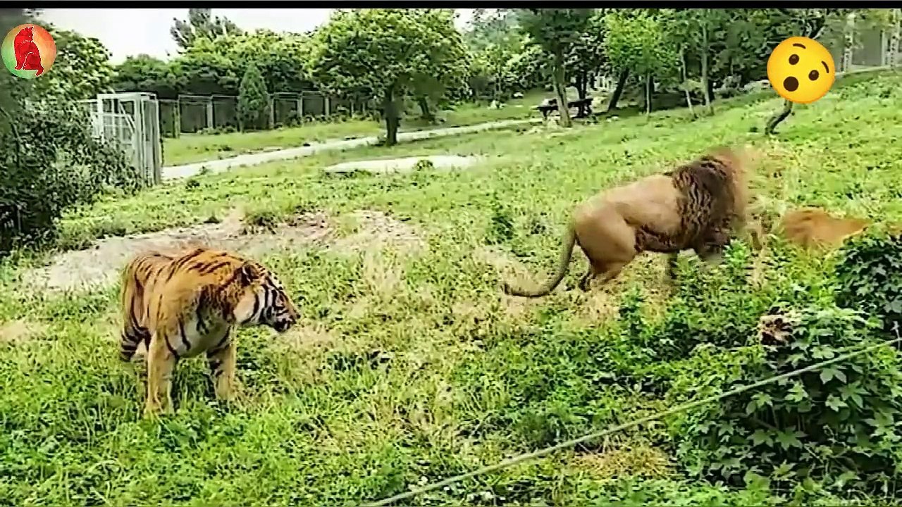 Tiger VS Lion | Brutal fight - video Dailymotion