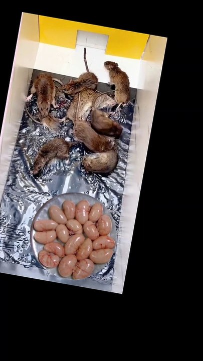 Mouse trap funny video - video Dailymotion