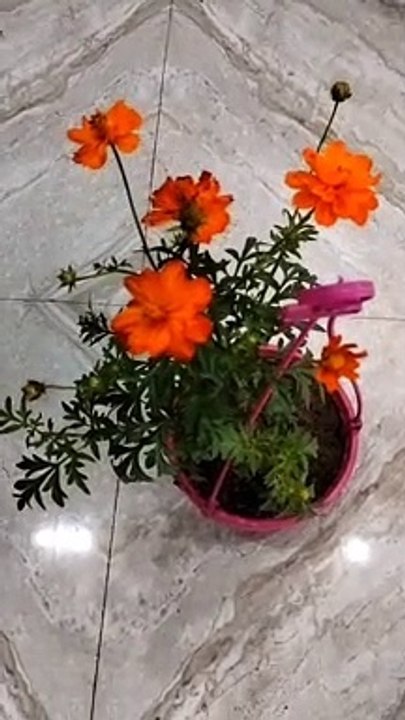 Flower - video Dailymotion